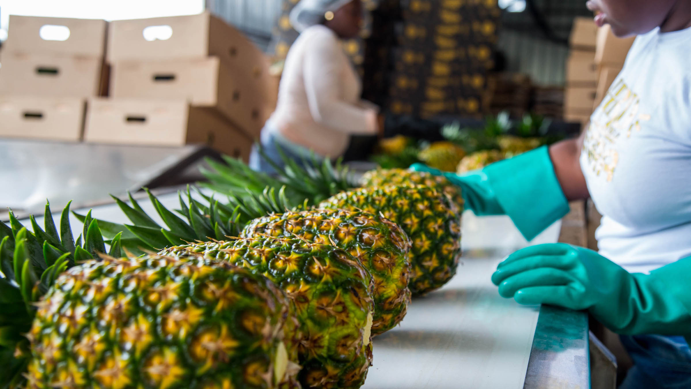 Frutas de Exportación – PHRESH